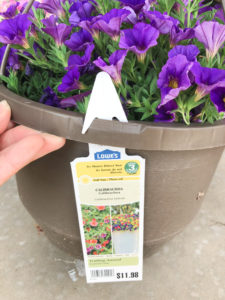 Full and Colorful Summer Window Boxes (Full Sun) - Jordan Jean